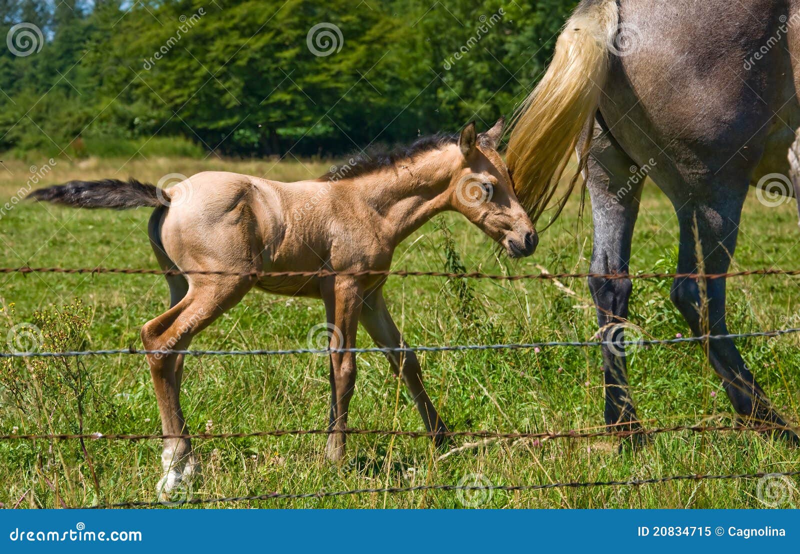 Horses and colts free stock image. Image of help, colours - 20834715