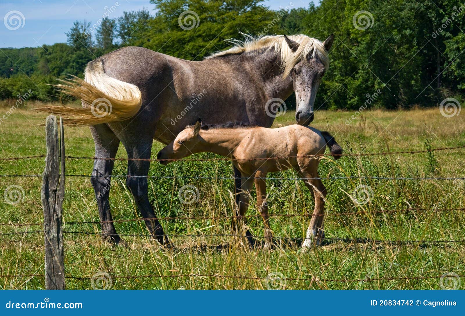 Horses and colts free stock photo. Image of colours, farming - 20834742