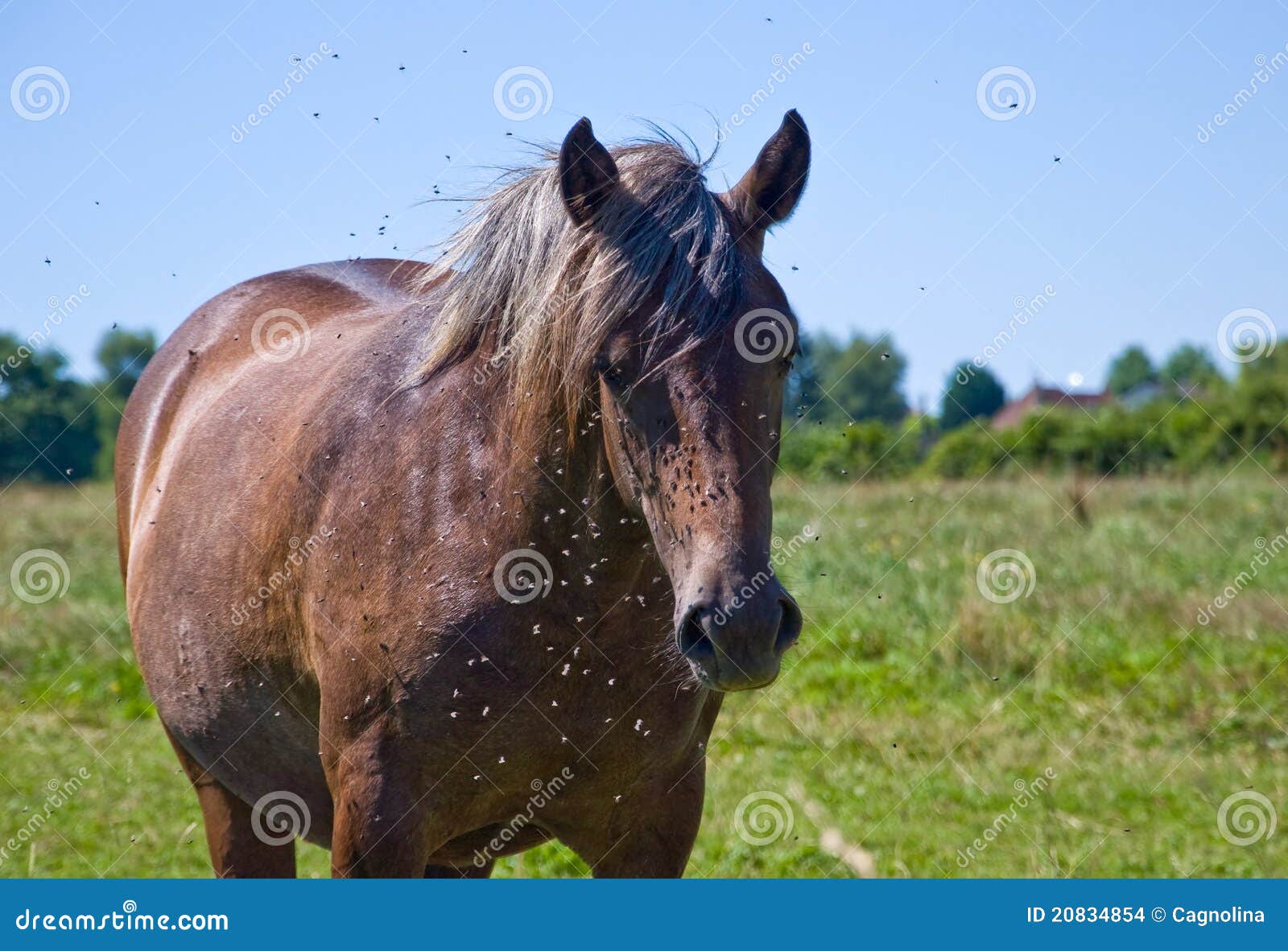 Horses and colts free stock photo. Image of gracefulness - 20834854