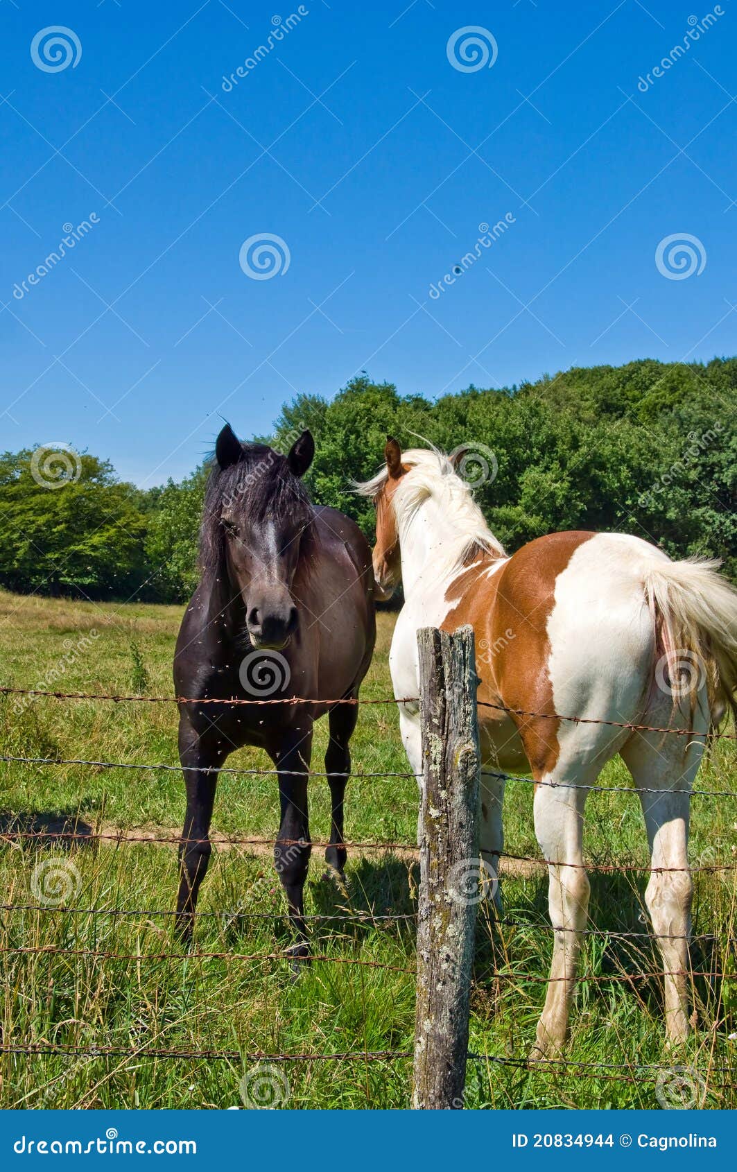 Horses and colts free stock photo. Image of gracefulness - 20834944