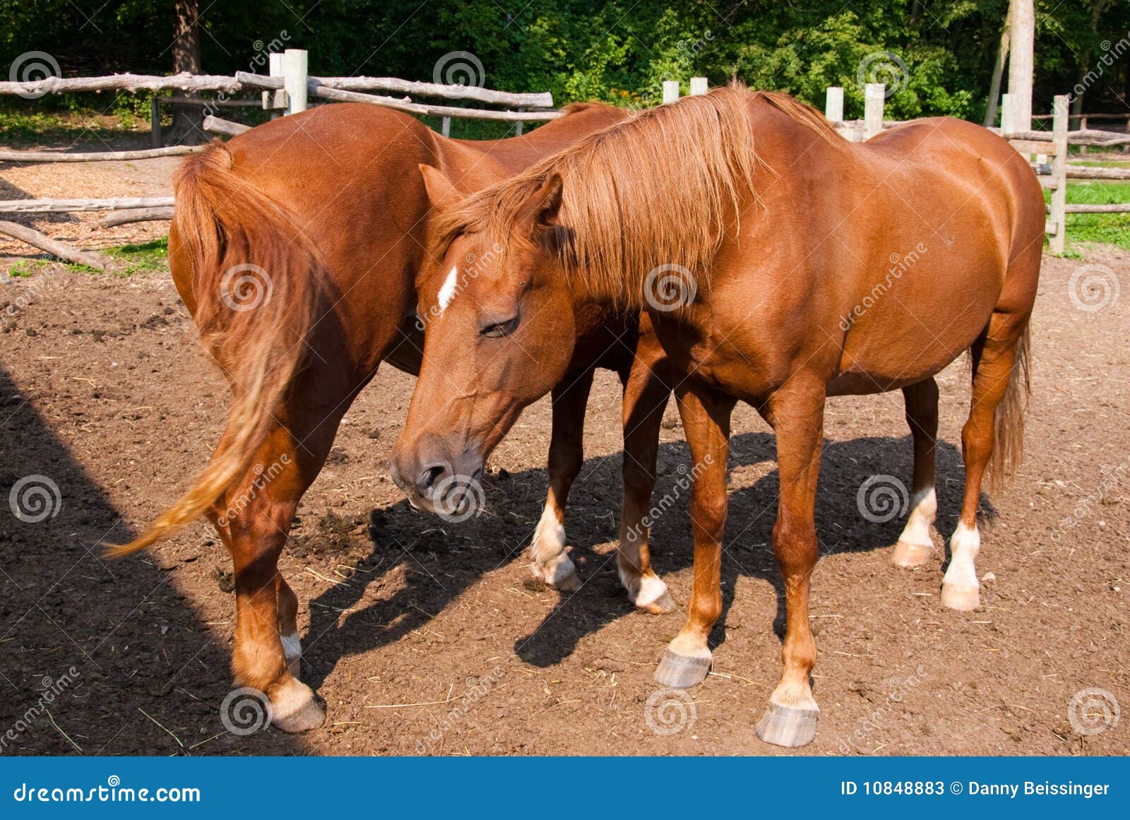 Horses in a corral stock image. Image of buckskin, green - 10848883