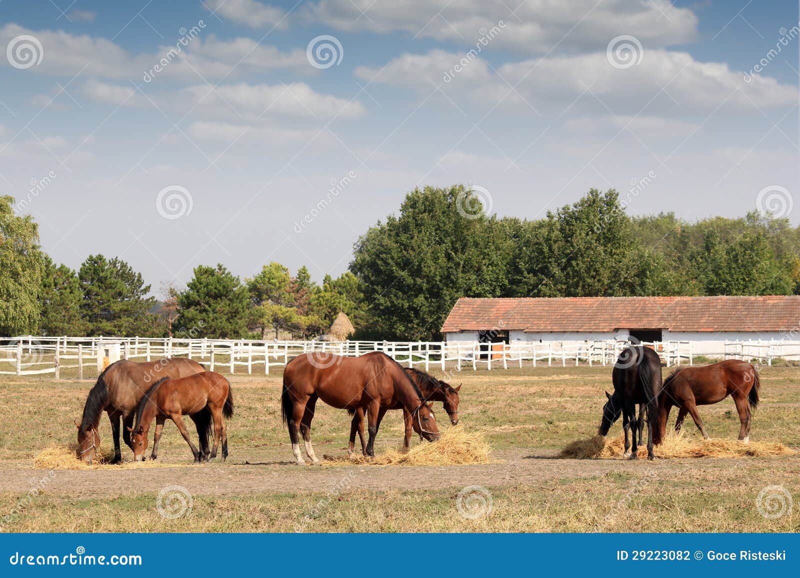 Horses in corral stock photo. Image of horse, green, grazing - 29223082