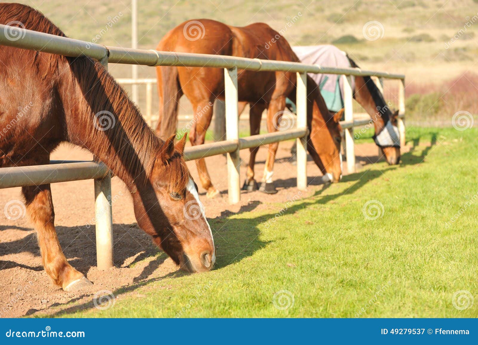 Horses in a Corral with Dirt Ground Stock Image - Image of power ...