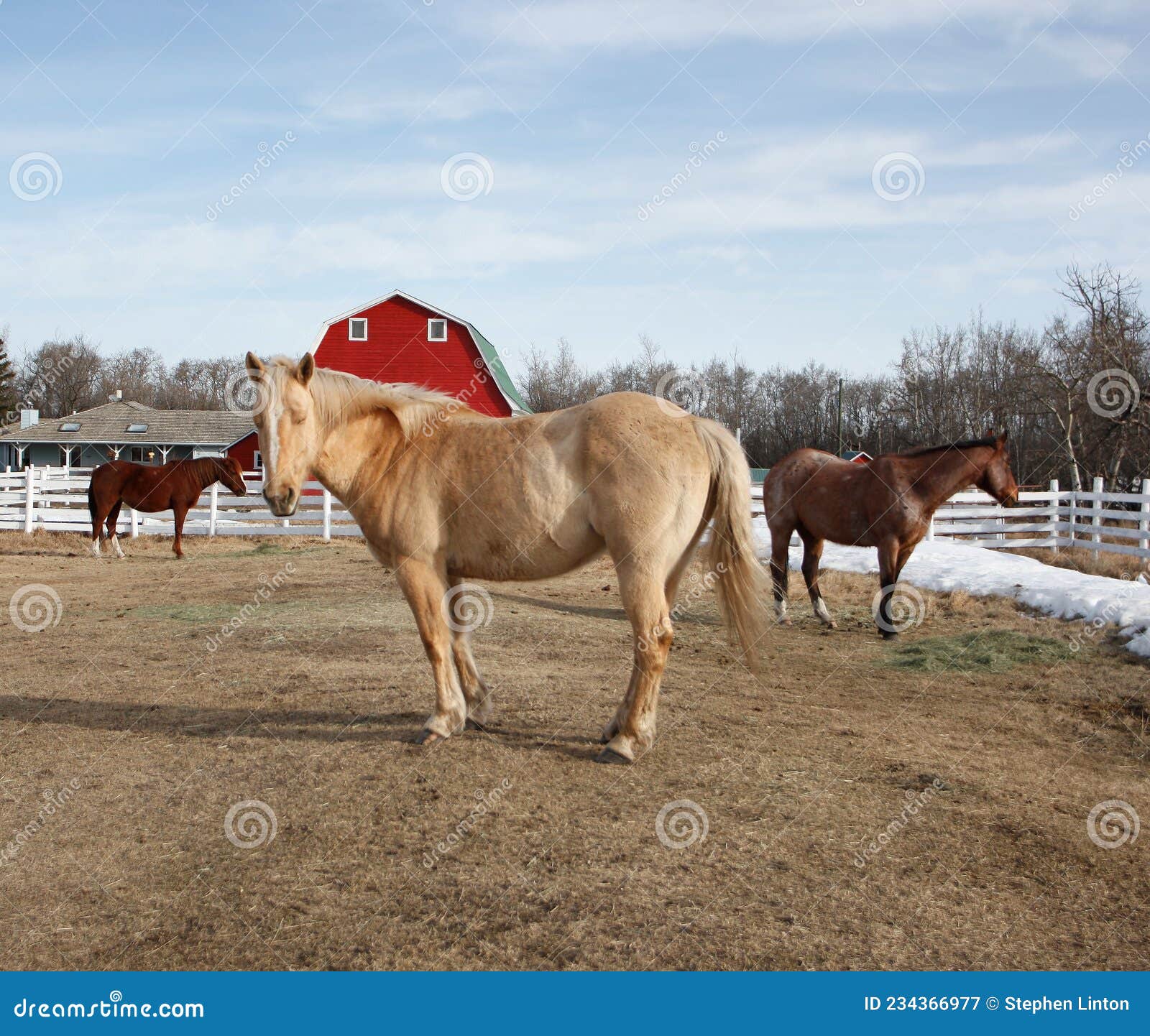 Horses in a Corral stock image. Image of group, beauty - 234366977