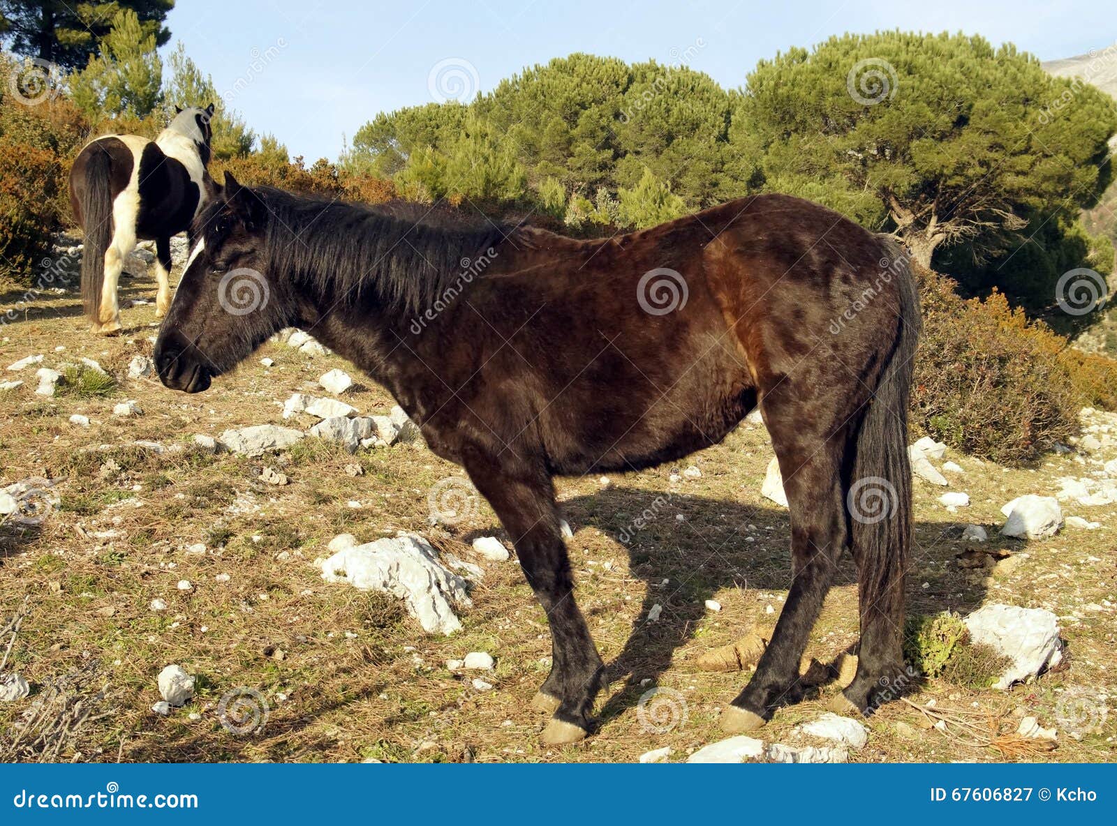 (mule) Horses in Countryside. Stock Image - Image of derbyshire ...