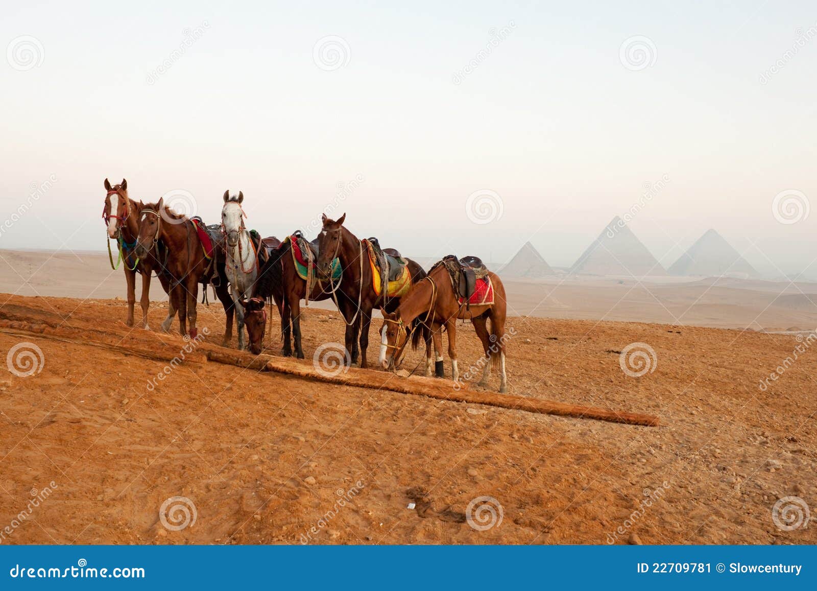 Horses in Desert Near Pyramids in Giza Stock Image - Image of beauty ...