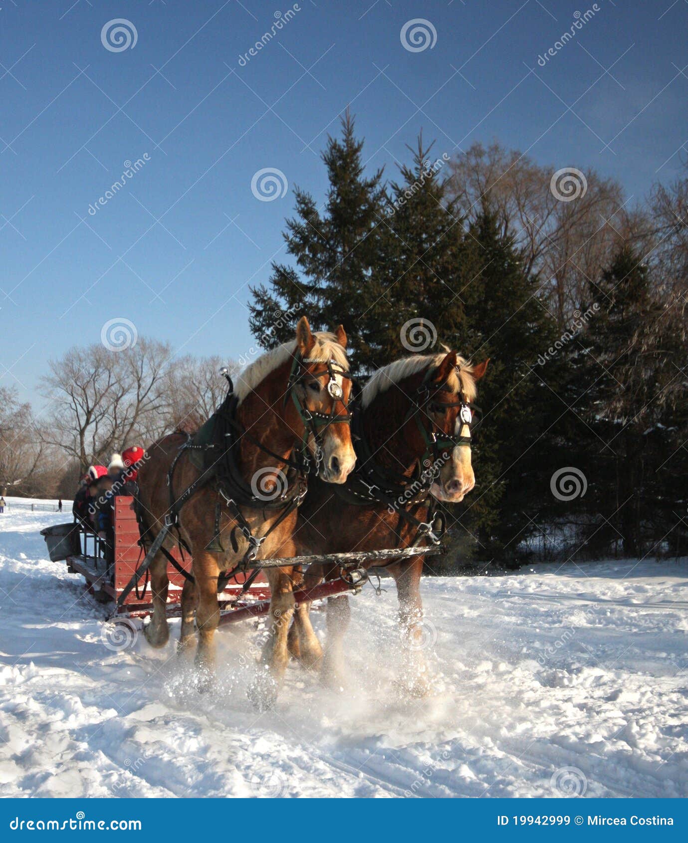 Horses-Drawn Sleigh in Winter Stock Image - Image of animal, horse ...