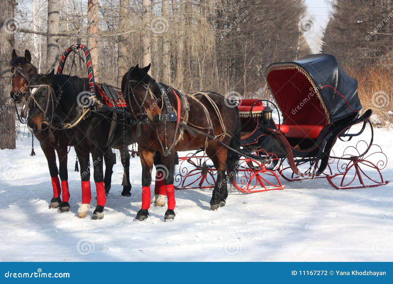 Horses driving cab stock photo. Image of power, team - 11167272