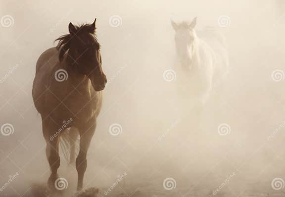 Horses in the Dust stock photo. Image of shadow, beauty - 2434342