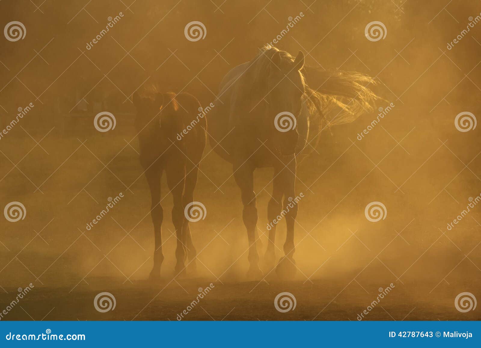Horses in dust stock image. Image of riding, horses, face - 42787643