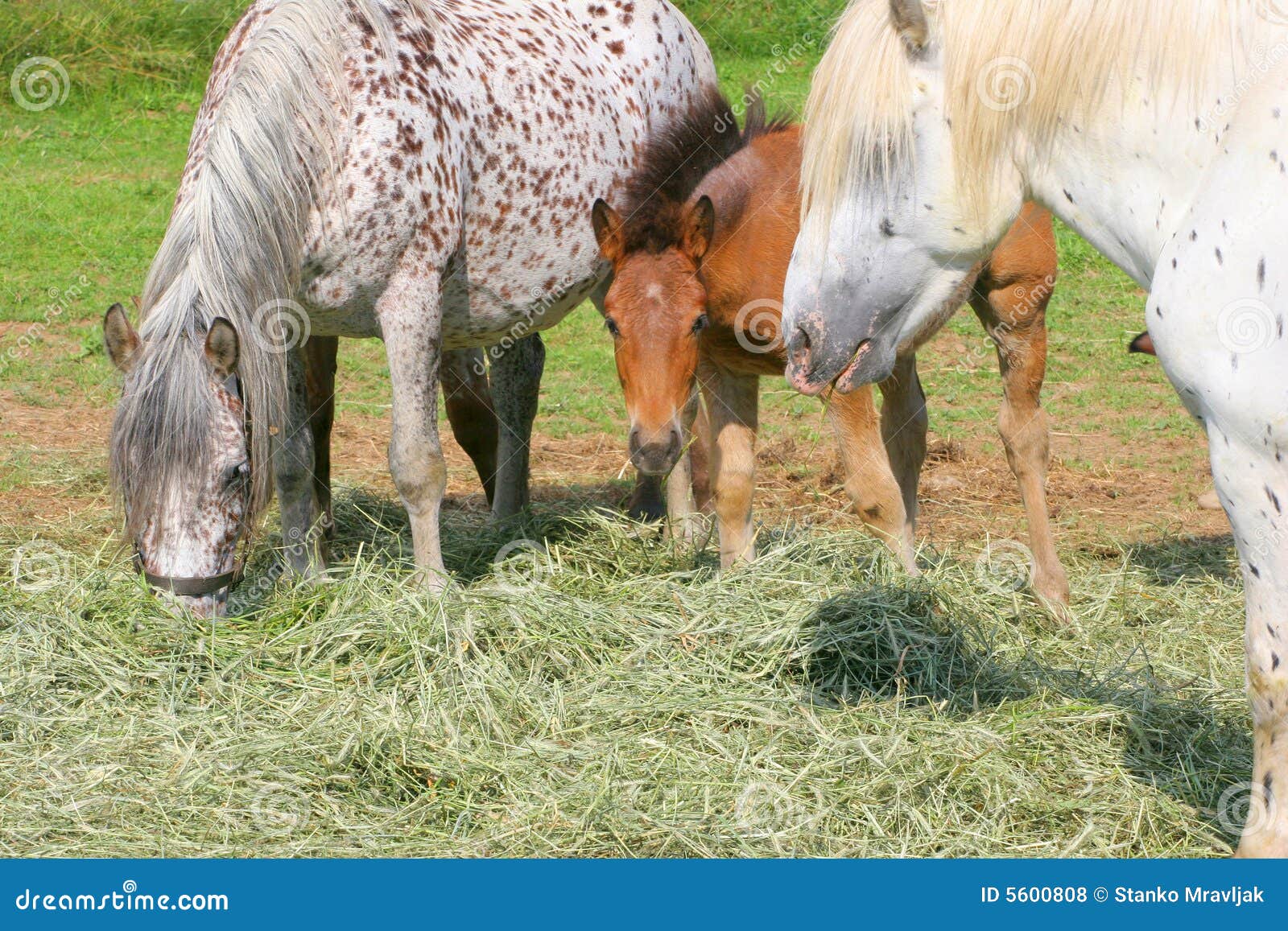 Horses eat hay stock photo. Image of meadow, rural, horse - 5600808