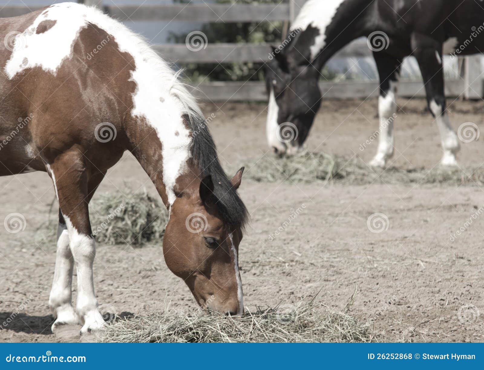 Horses eating stock photo. Image of livestock, mare, grazing - 26252868