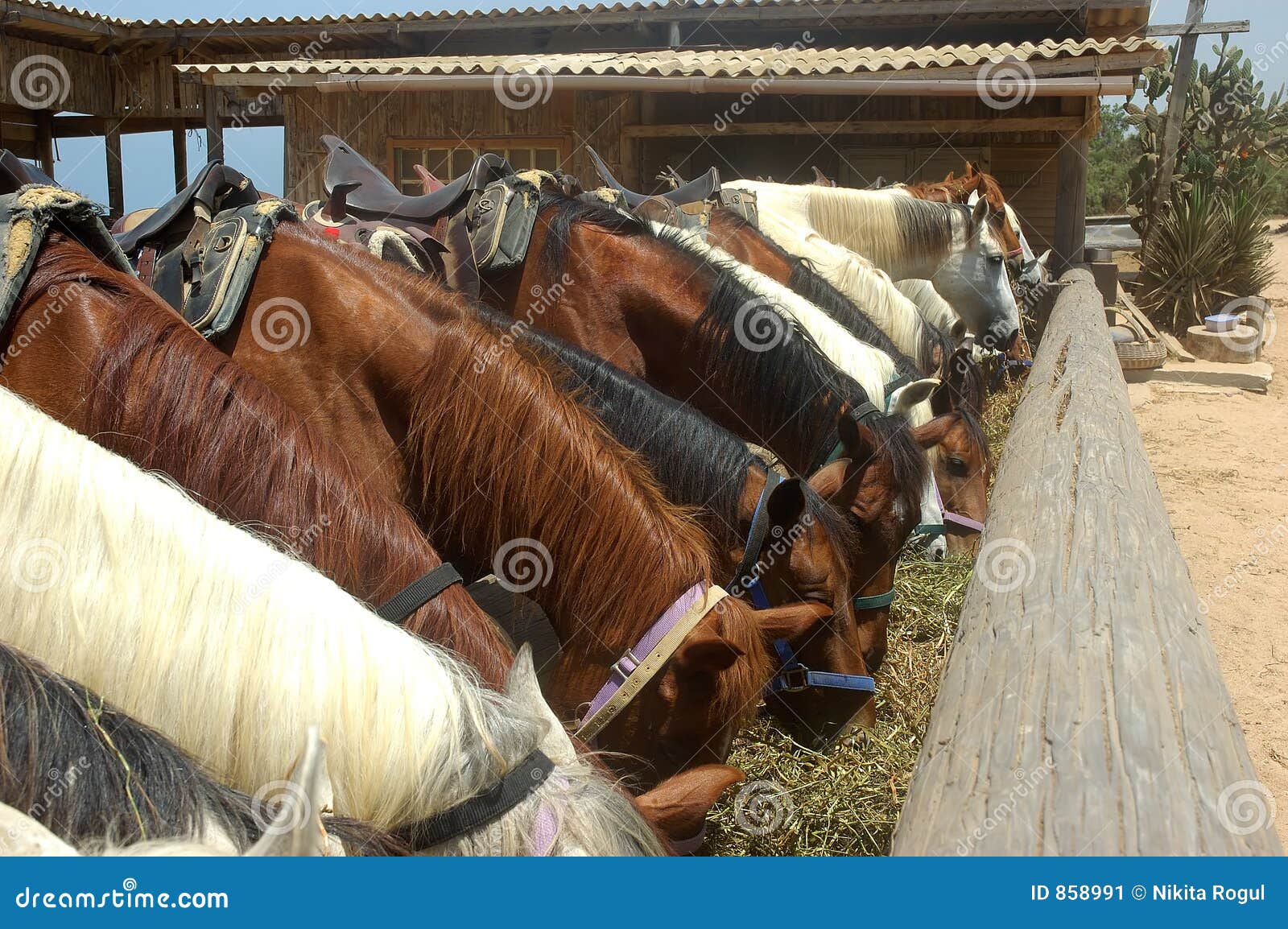 Horses eating stock image. Image of stallion, cute, harness - 858991