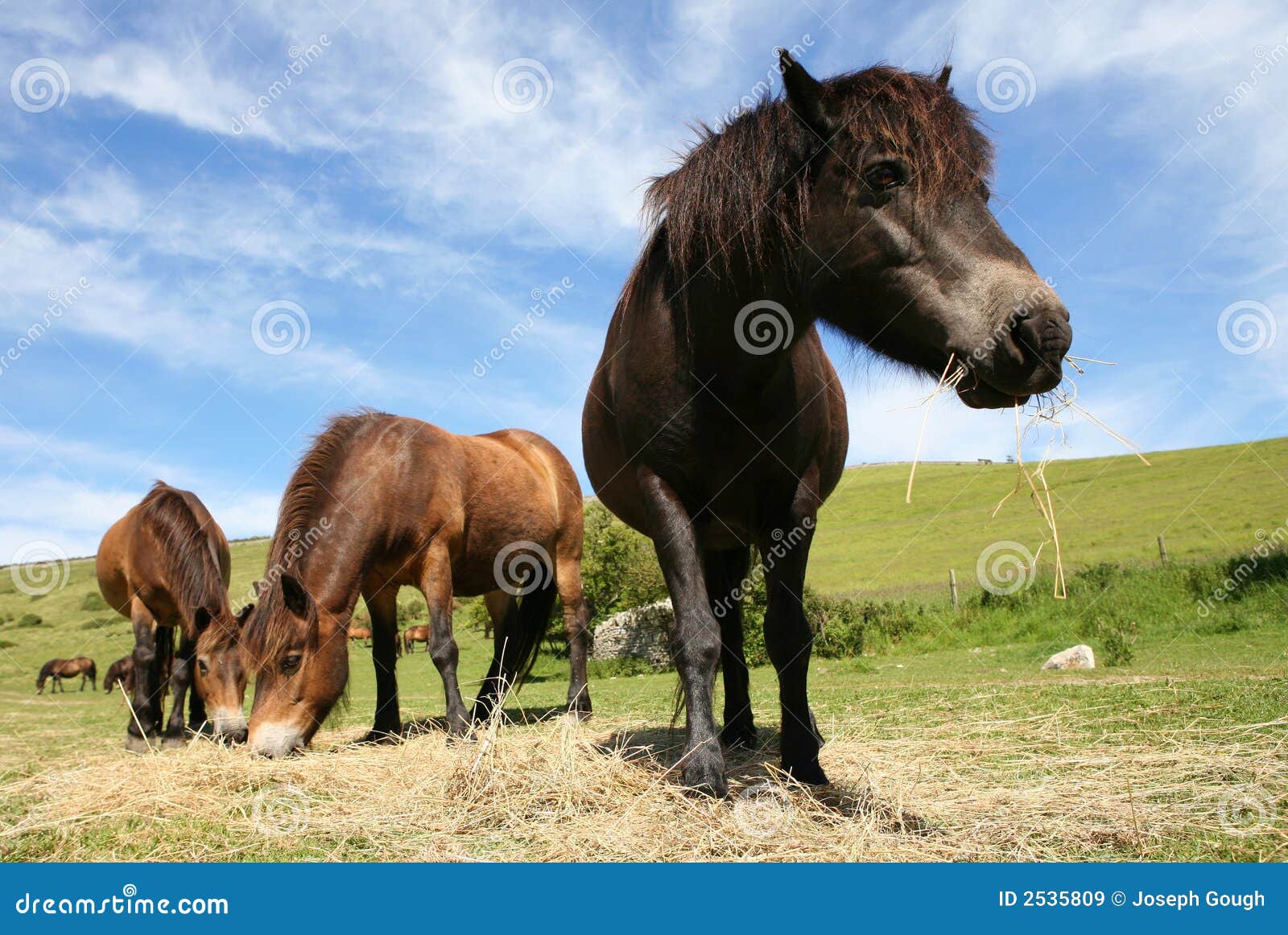 Horses Eating Hay stock image. Image of feed, feeding - 2535809