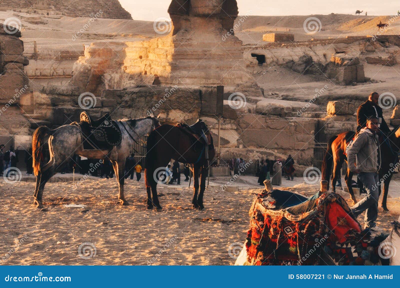 Horses of Egypt editorial photo. Image of pyramid, animal - 58007221