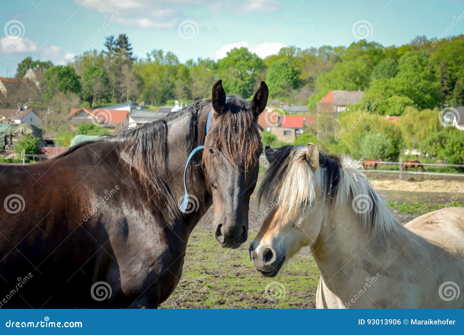 Horses Embracing Friendship on Meadow in Sunlight Stock Photo - Image ...