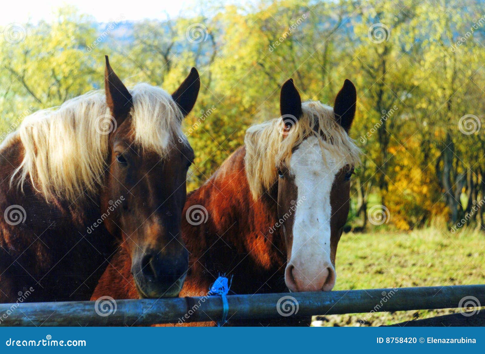 Horses in the fall stock photo. Image of fence, field - 8758420