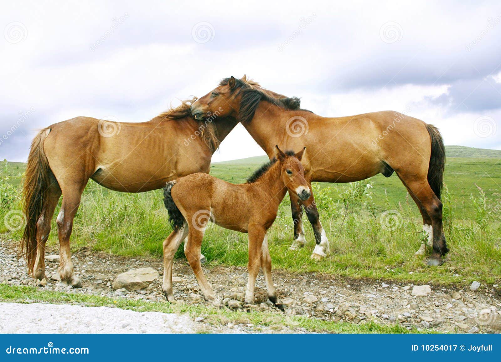 Horses family stock image. Image of care, horse, child - 10254017