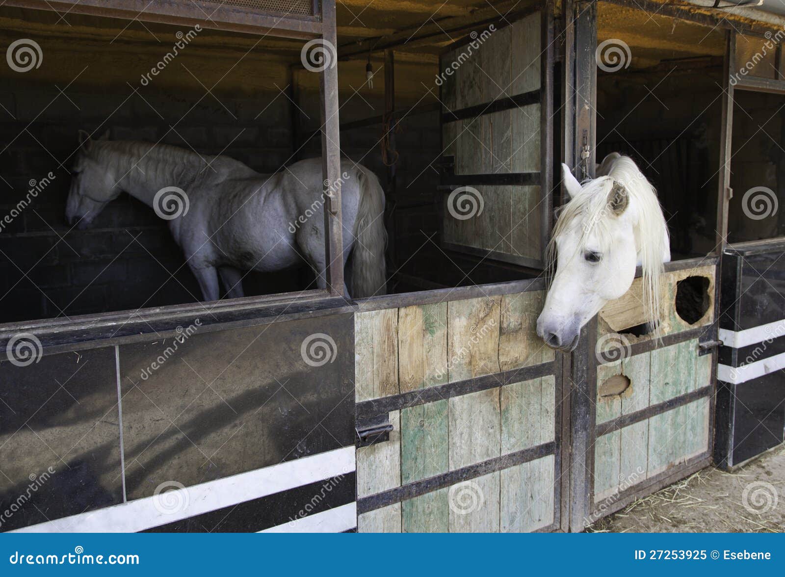 Horses Farm stock image. Image of animals, fields, mammal - 27253925