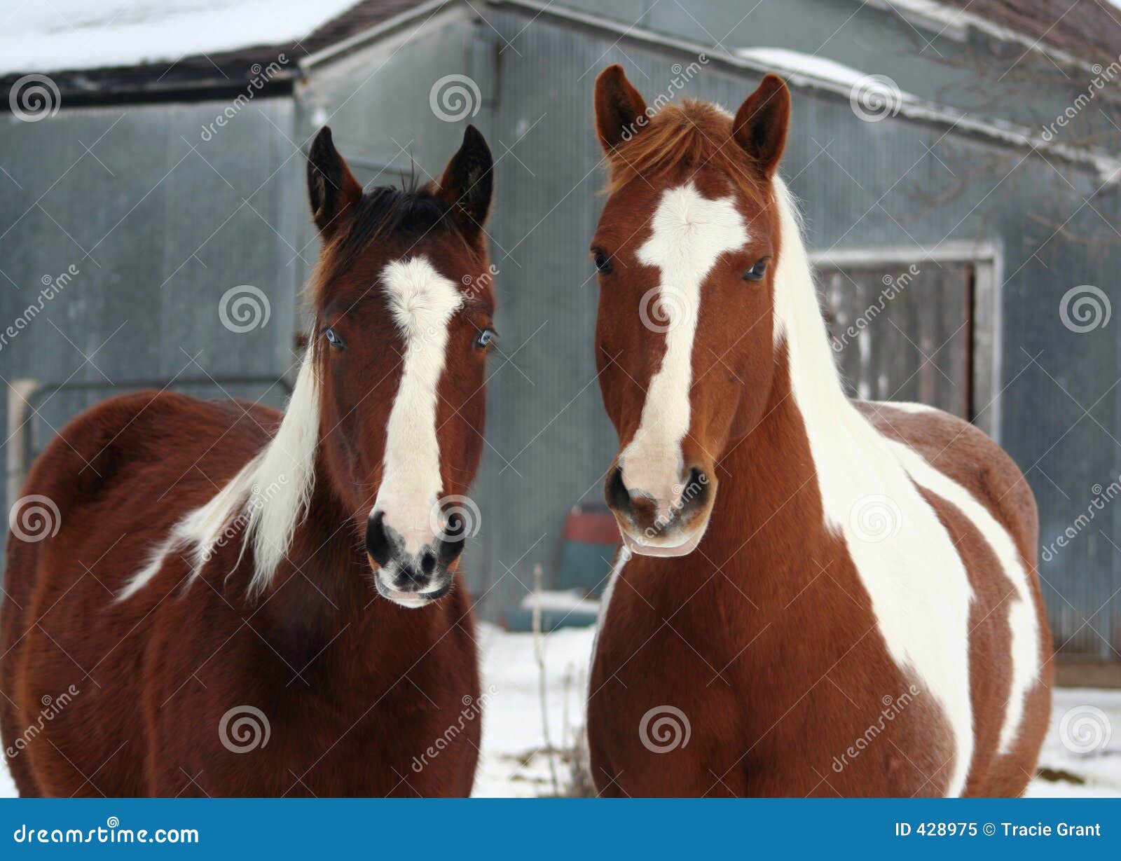 Horses on the Farm stock image. Image of farm, equestrian - 428975