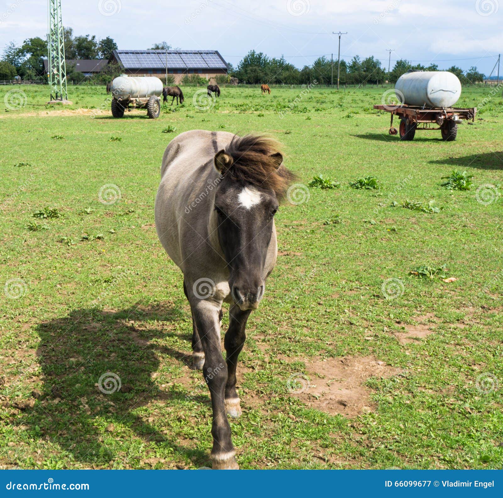 Horses. Farm Animals on Meadow Stock Image - Image of animal, hoof ...