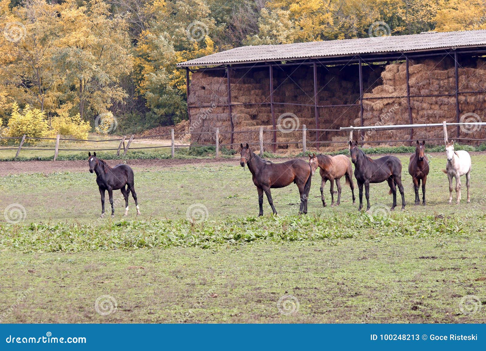 Horses on the farm stock image. Image of lawn, fall - 100248213