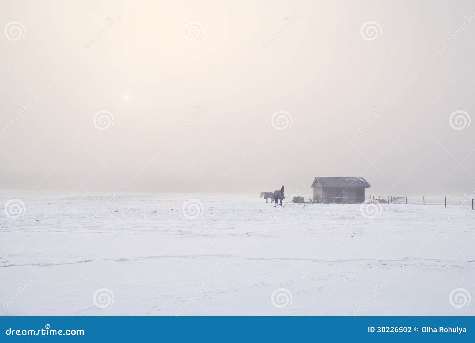 Horses on Farm in Cold Misty Morning Stock Photo - Image of scenery ...