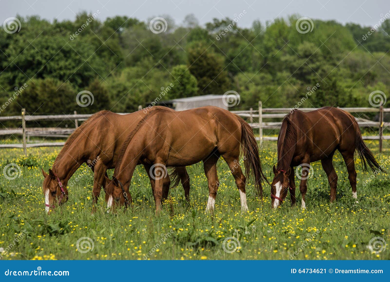 Horses on the farm stock image. Image of fields, animals - 64734621