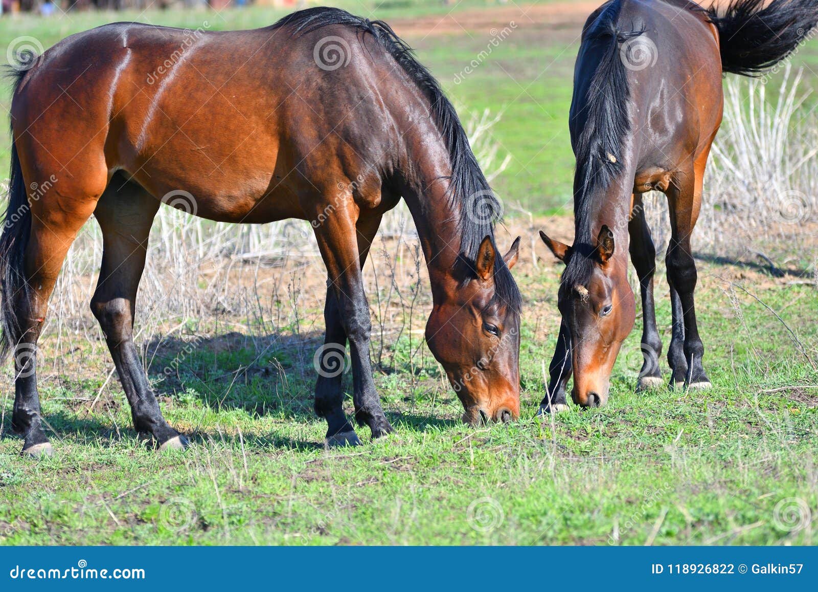 Horses at the farm stock photo. Image of agriculture - 118926822