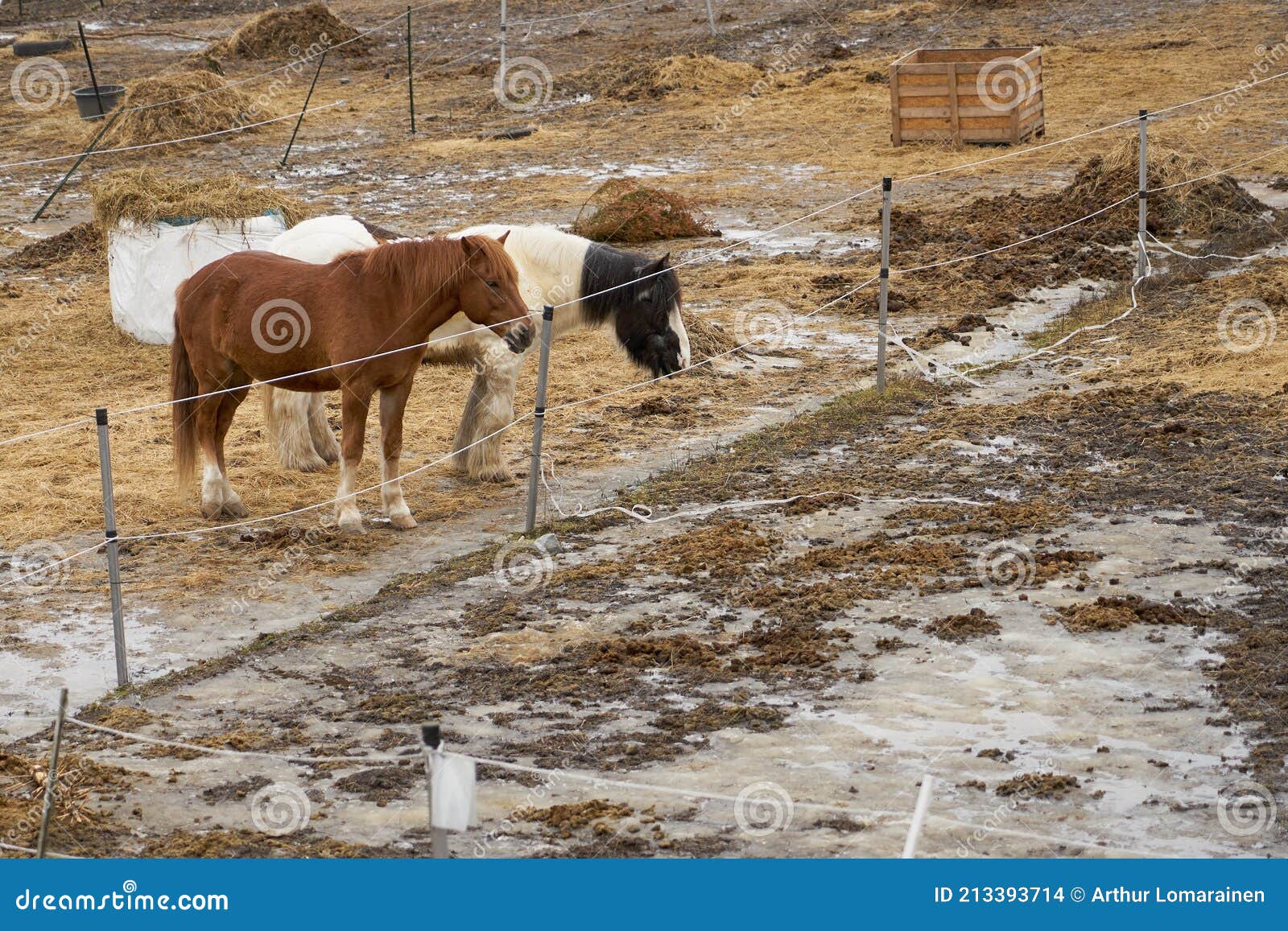 Horses on the Farm in an Outdoor Enclosure Stock Photo - Image of mane ...