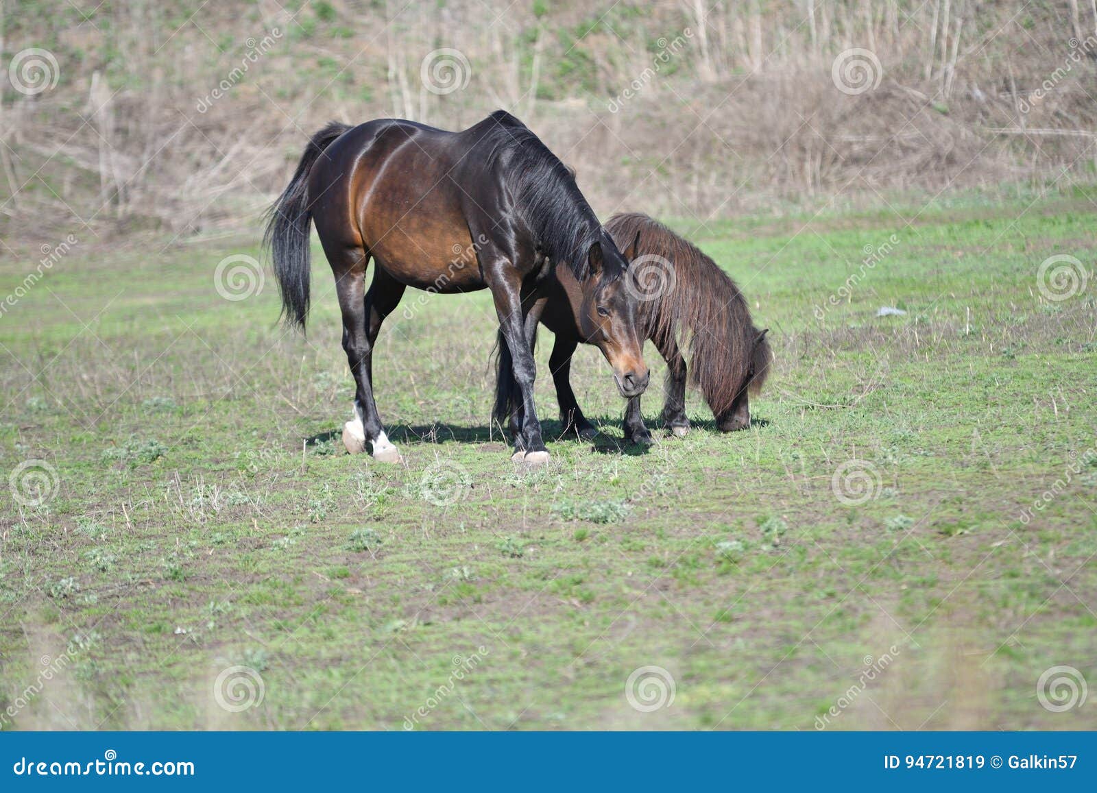 Horses at the farm stock image. Image of pasture, grass - 94721819