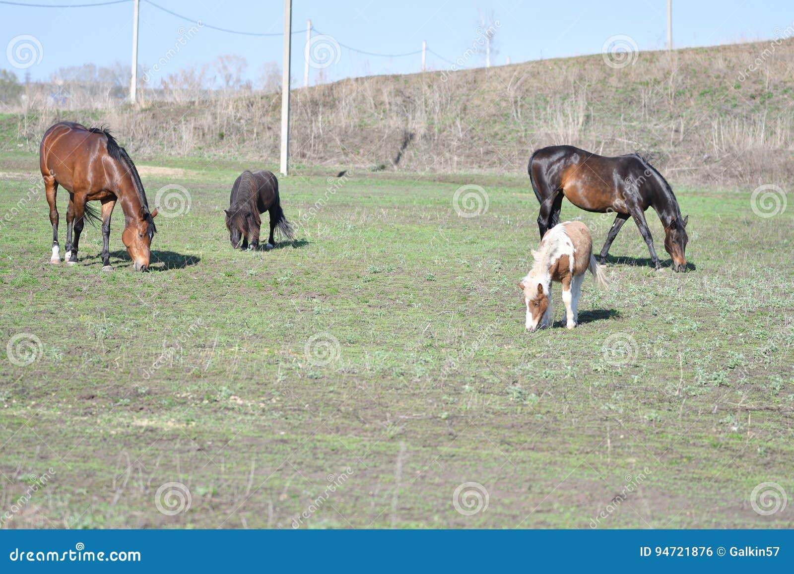 Horses at the farm stock photo. Image of field, foal - 94721876