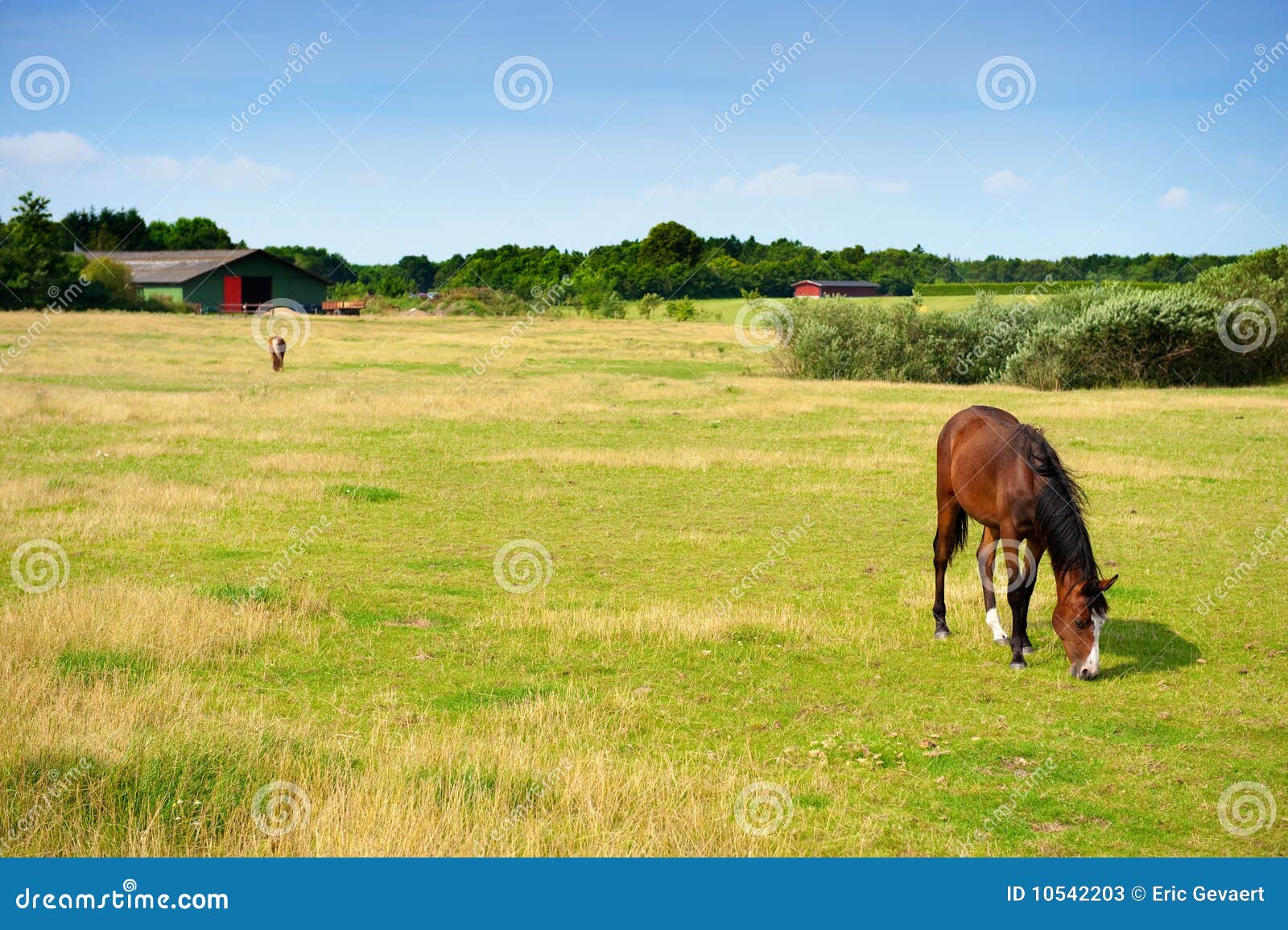 Horses on Farmland in Summer Stock Image - Image of outdoor, brown ...