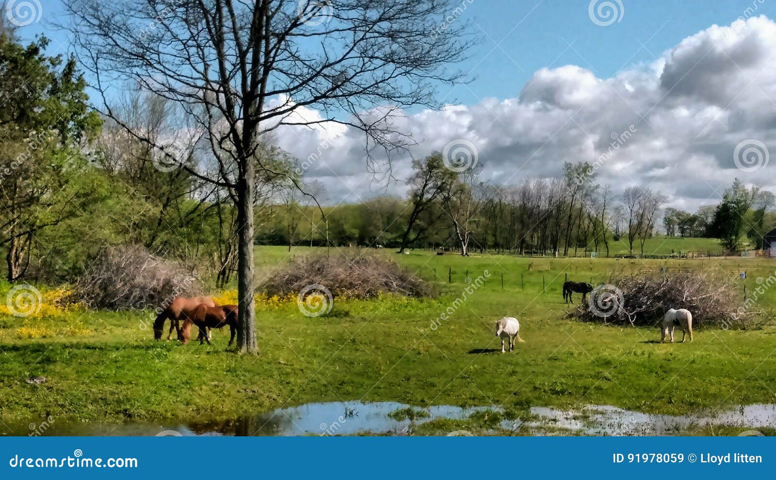 Horses stock image. Image of spring, horses, landscape - 91978059