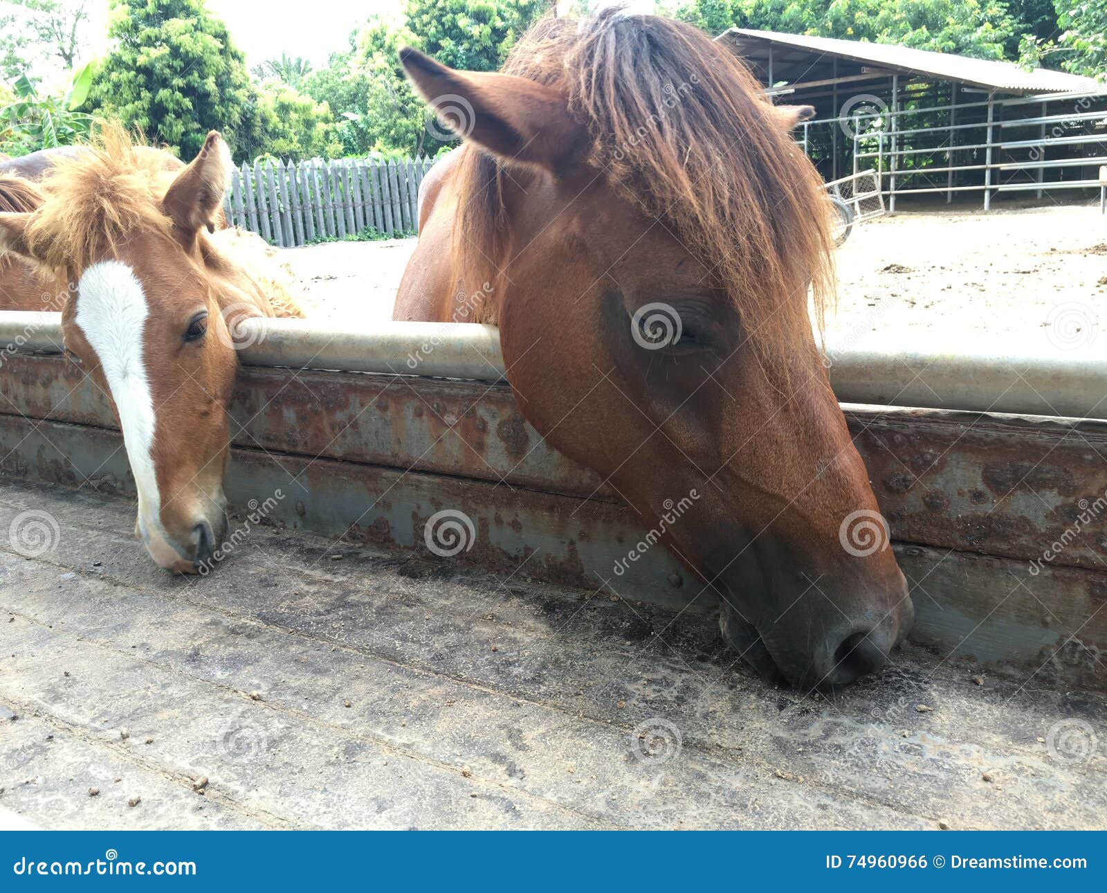 Horses Feeding at the Trough Stock Photo - Image of horse, agriculture ...