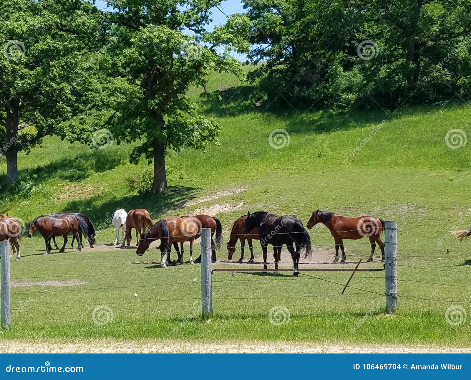 Horses stock photo. Image of horses, fence, feild, green - 106469704
