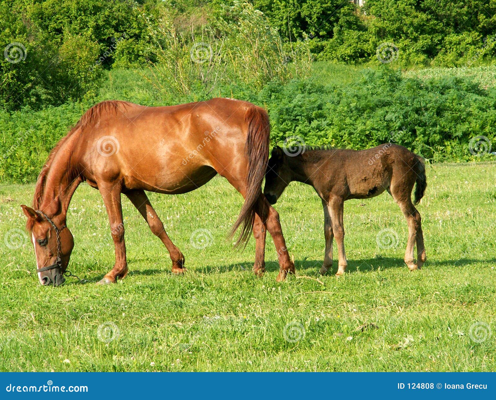 Horses in a field stock photo. Image of horse, pasture - 124808