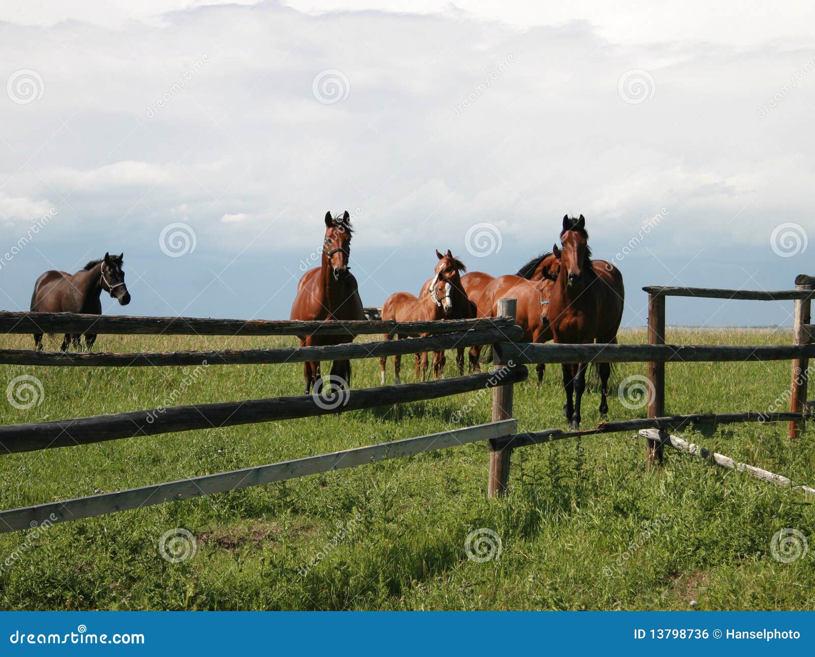 Horses in field stock photo. Image of field, calgary - 13798736