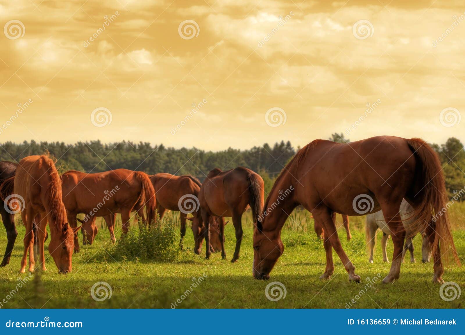 Horses on the field stock image. Image of idyllic, stallion - 16136659