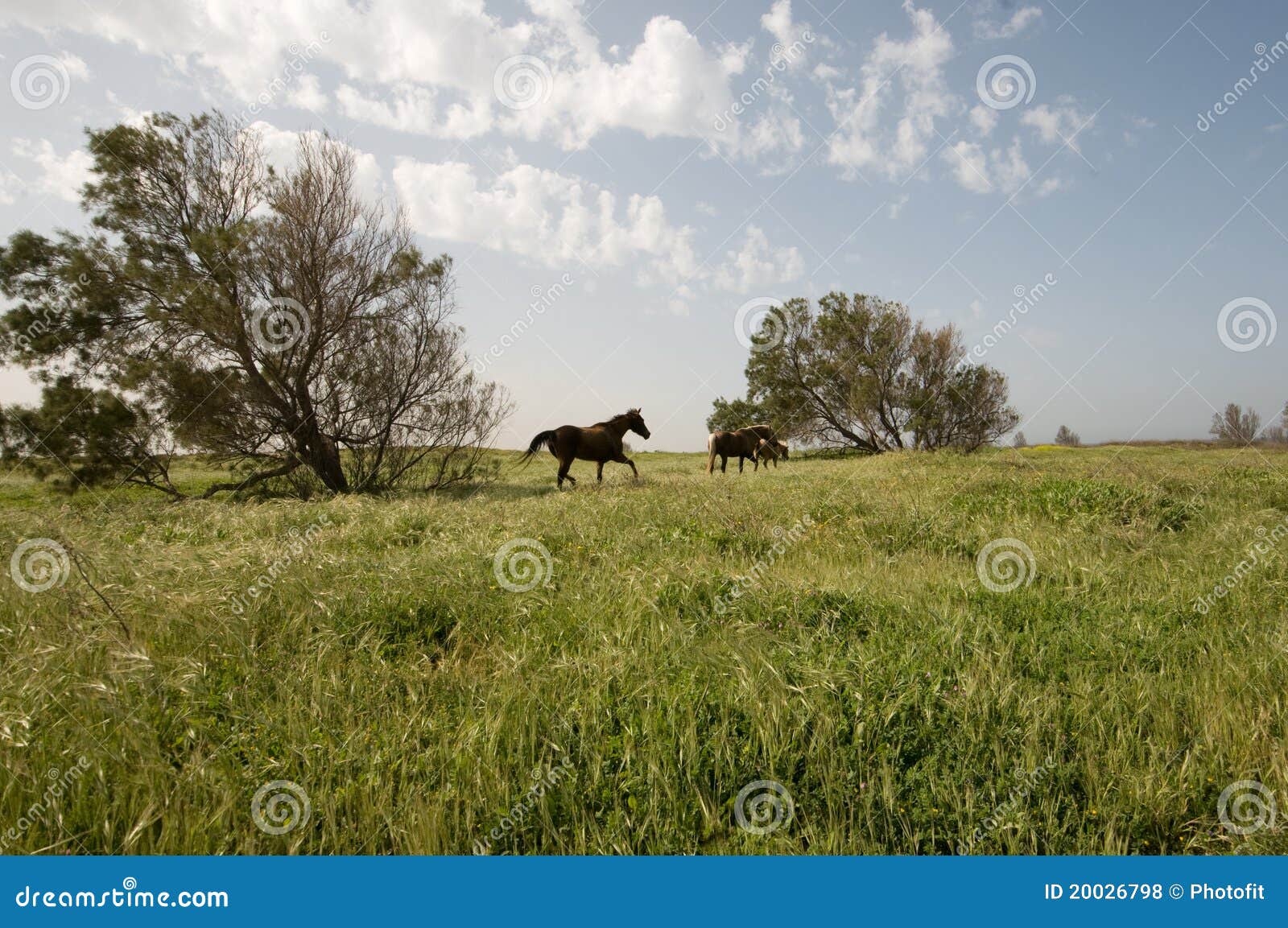 Horses in a field stock photo. Image of nature, mare - 20026798