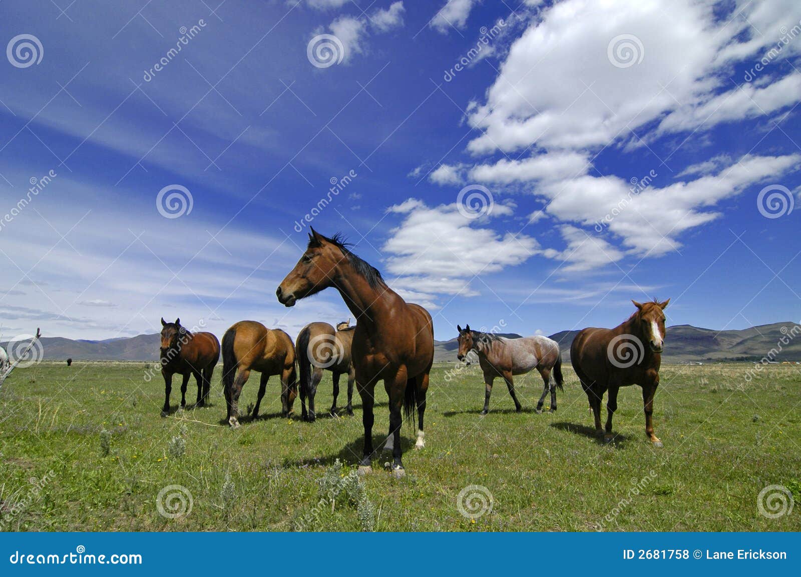 Horses in Field stock photo. Image of abstract, details - 2681758
