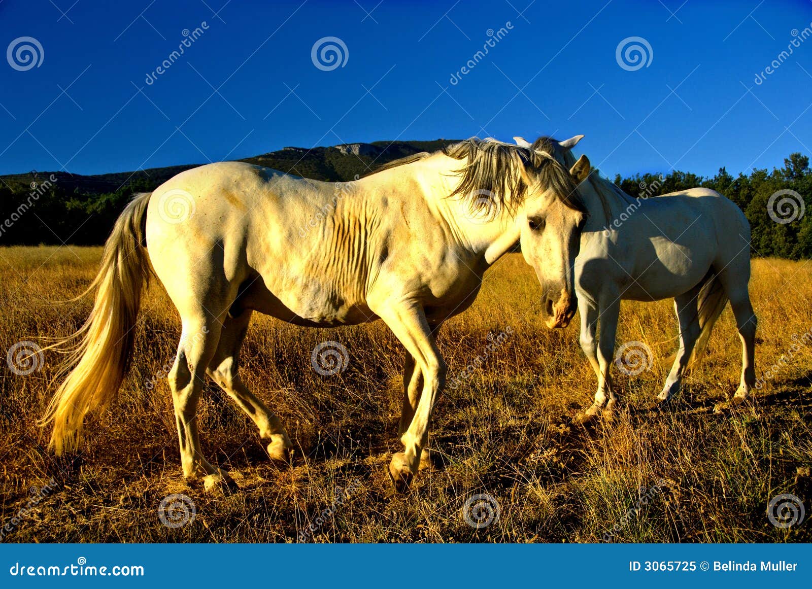 Horses in a field stock image. Image of grazing, horses - 3065725