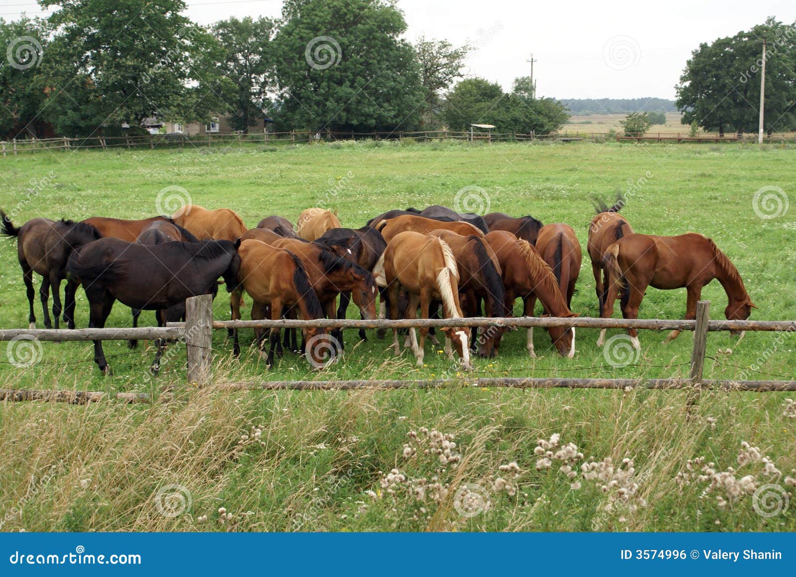 Horses on the field stock photo. Image of head, green - 3574996