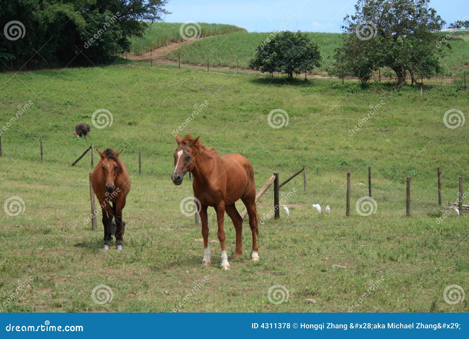 Horses in the field stock photo. Image of agriculture - 4311378