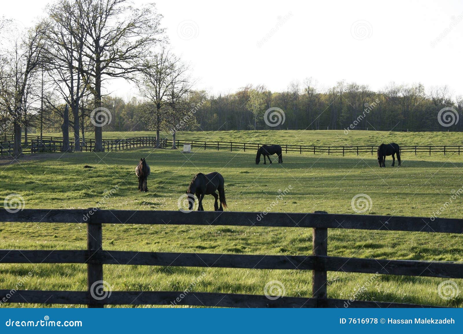 Horses in the field stock photo. Image of green, grass - 7616978