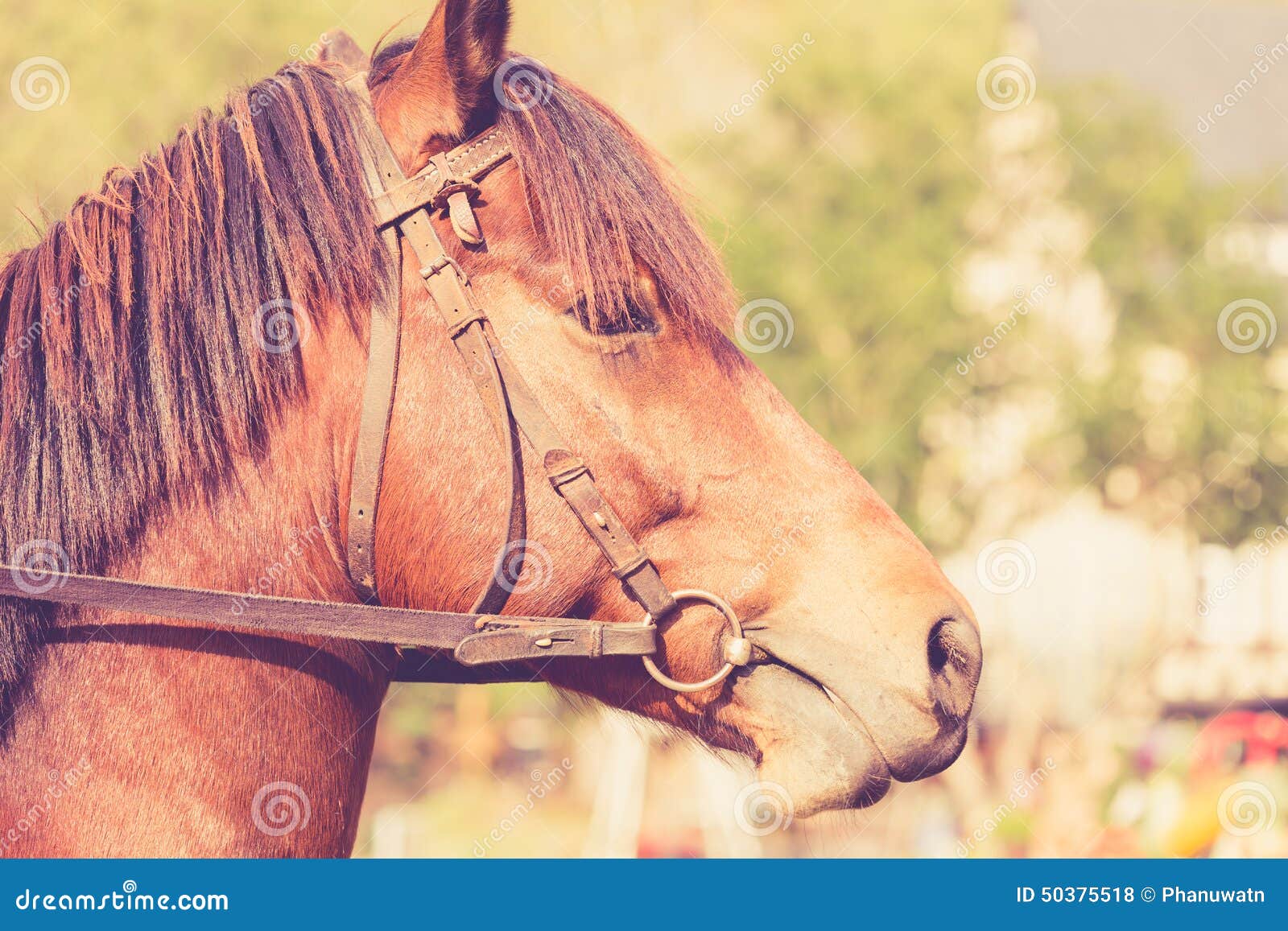 Horses in the field stock photo. Image of equestrian - 50375518