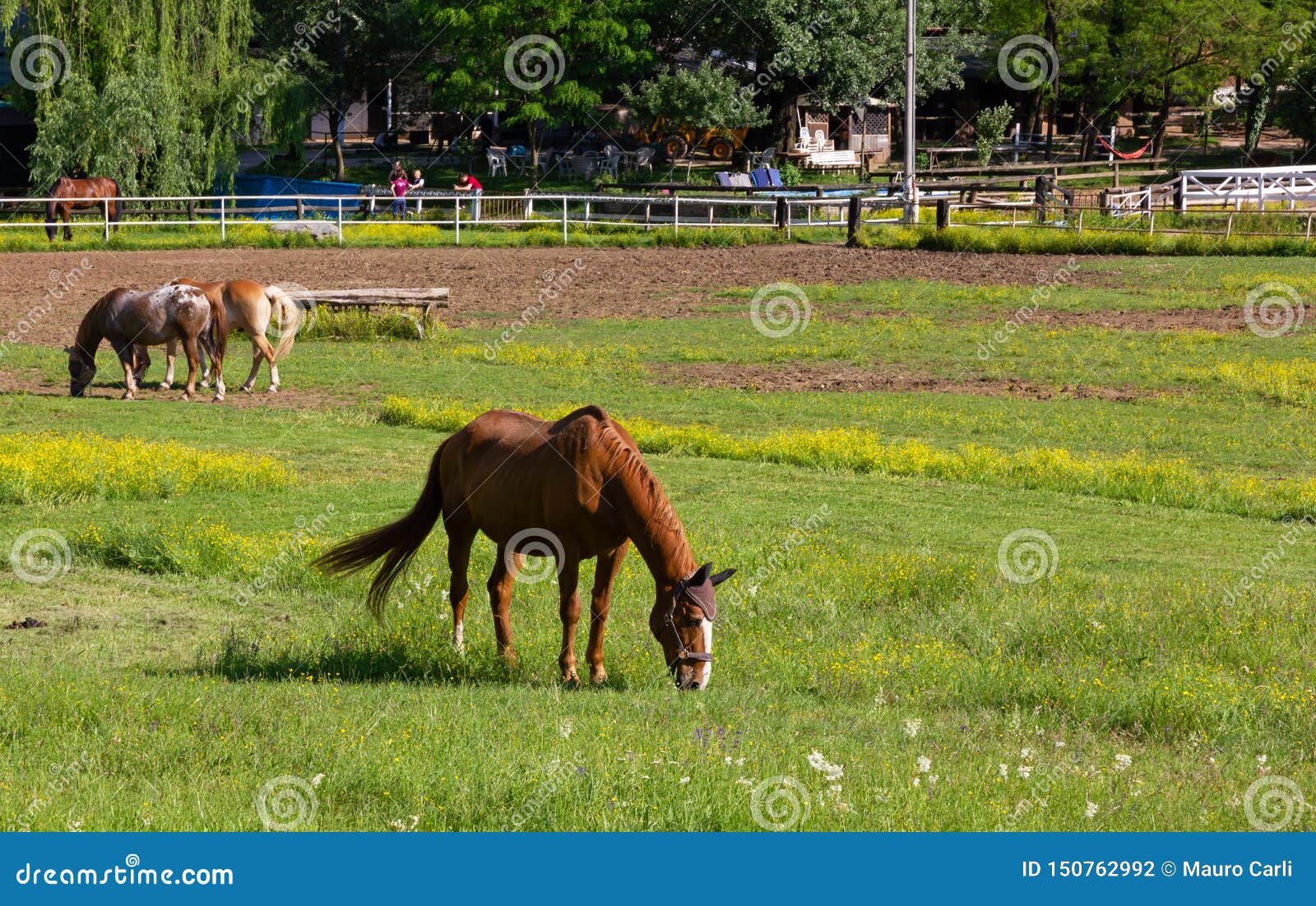 Horses in a Field at an Equestrian Center Stock Photo - Image of riding ...