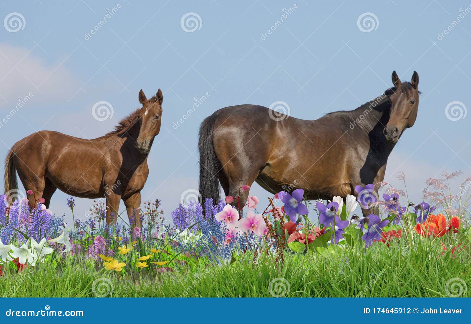 Horses in Field with Flowers Stock Photo - Image of friendly, ride ...