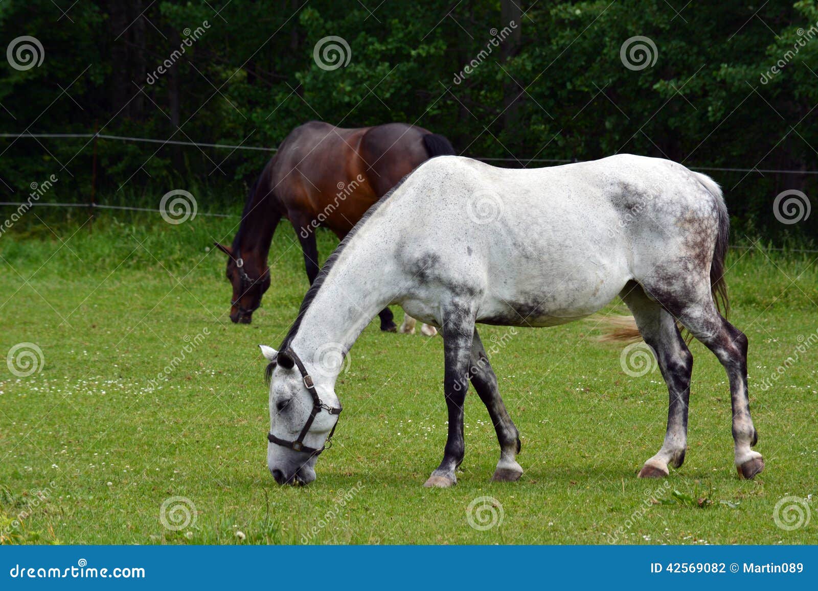 Horses in a field stock photo. Image of grass, meadows - 42569082