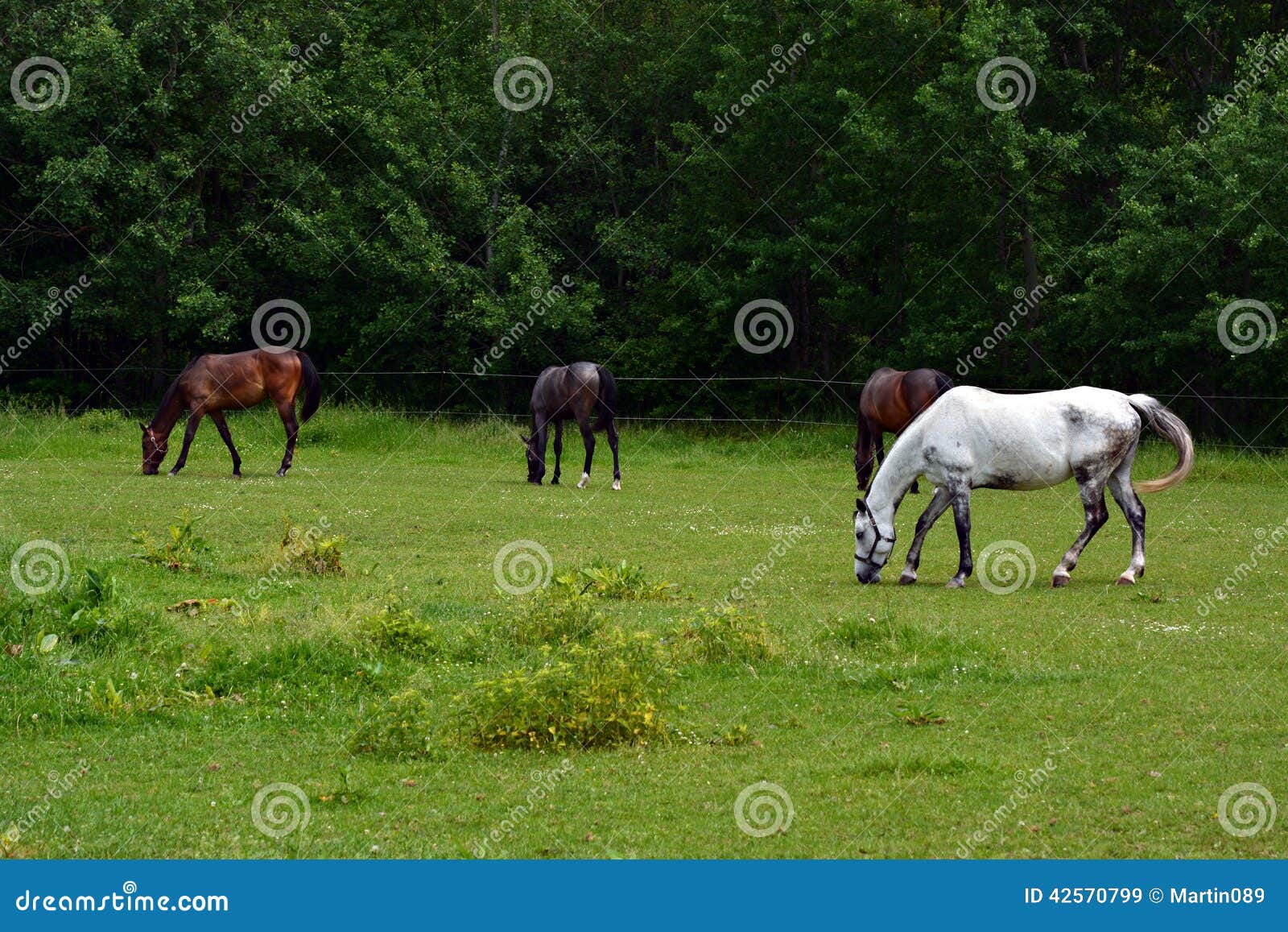 Horses in a field stock image. Image of green, small - 42570799